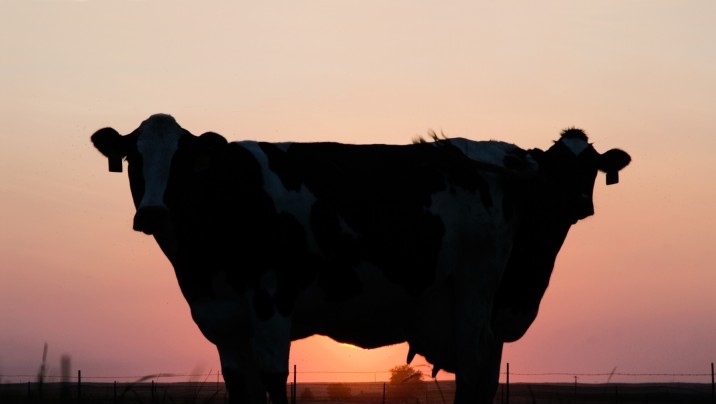 Both Sides Cow by Jerry Downs | An Optical Illusion