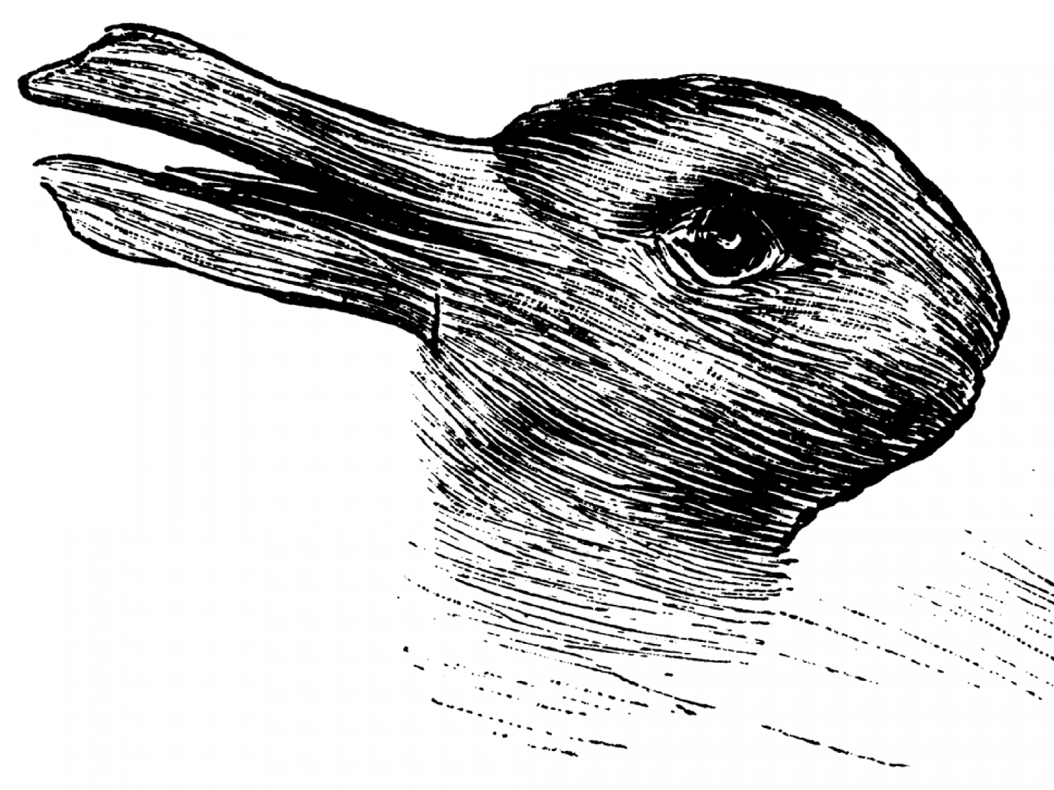Duck Rabbit Illusion | An Optical Illusion